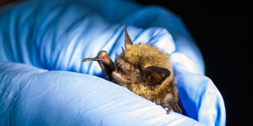 Alabama A&M's 'Batman' discovers new species in Alabama - 256 Today